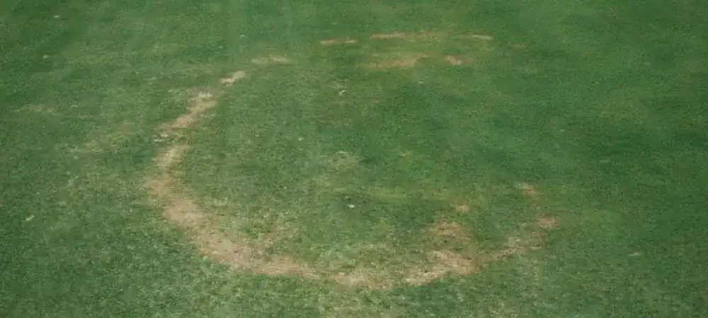 What Is Necrotic Ring Spot And How To Treat It | Dead Rings in Grass