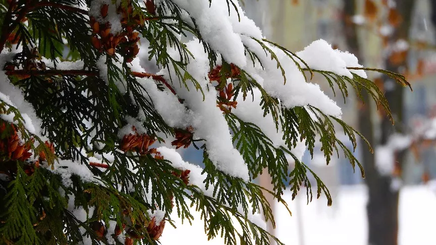 5 Tips to Prepare Your Trees for Winter | How to Winterize Trees