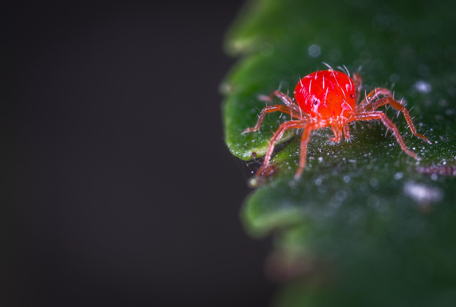How to Prevent and Control Spider Mites | American Turf & Tree Care